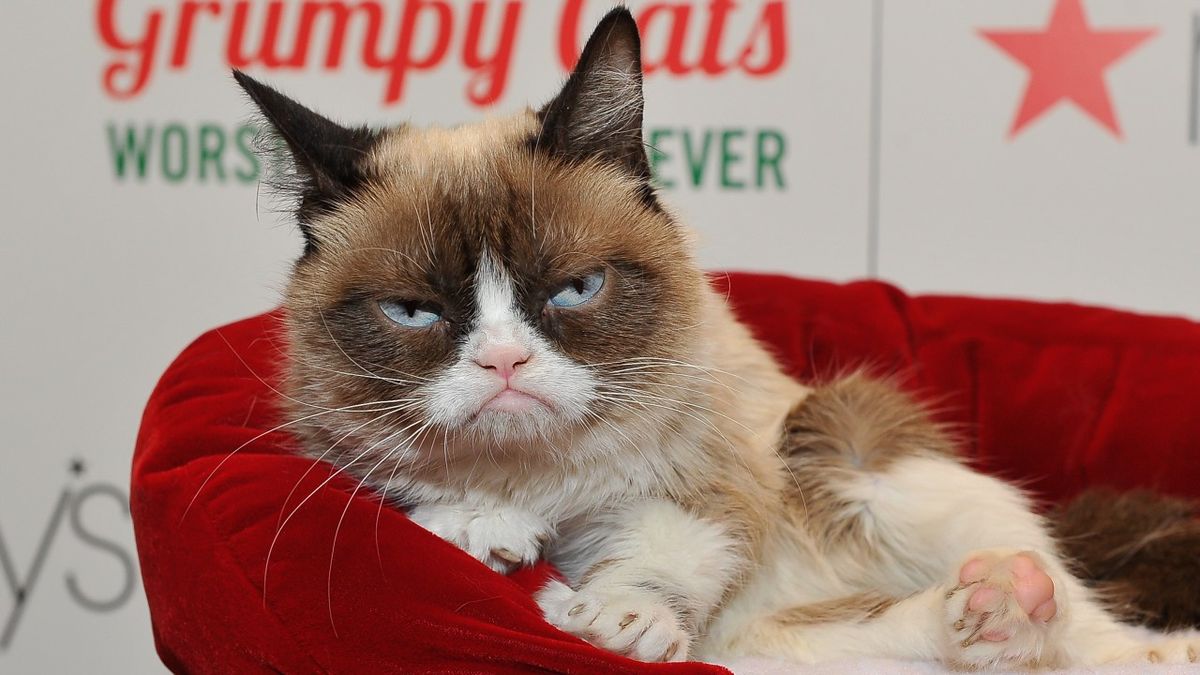 Ha muerto Grumpy Cat, la famosa gata de los memes de Internet