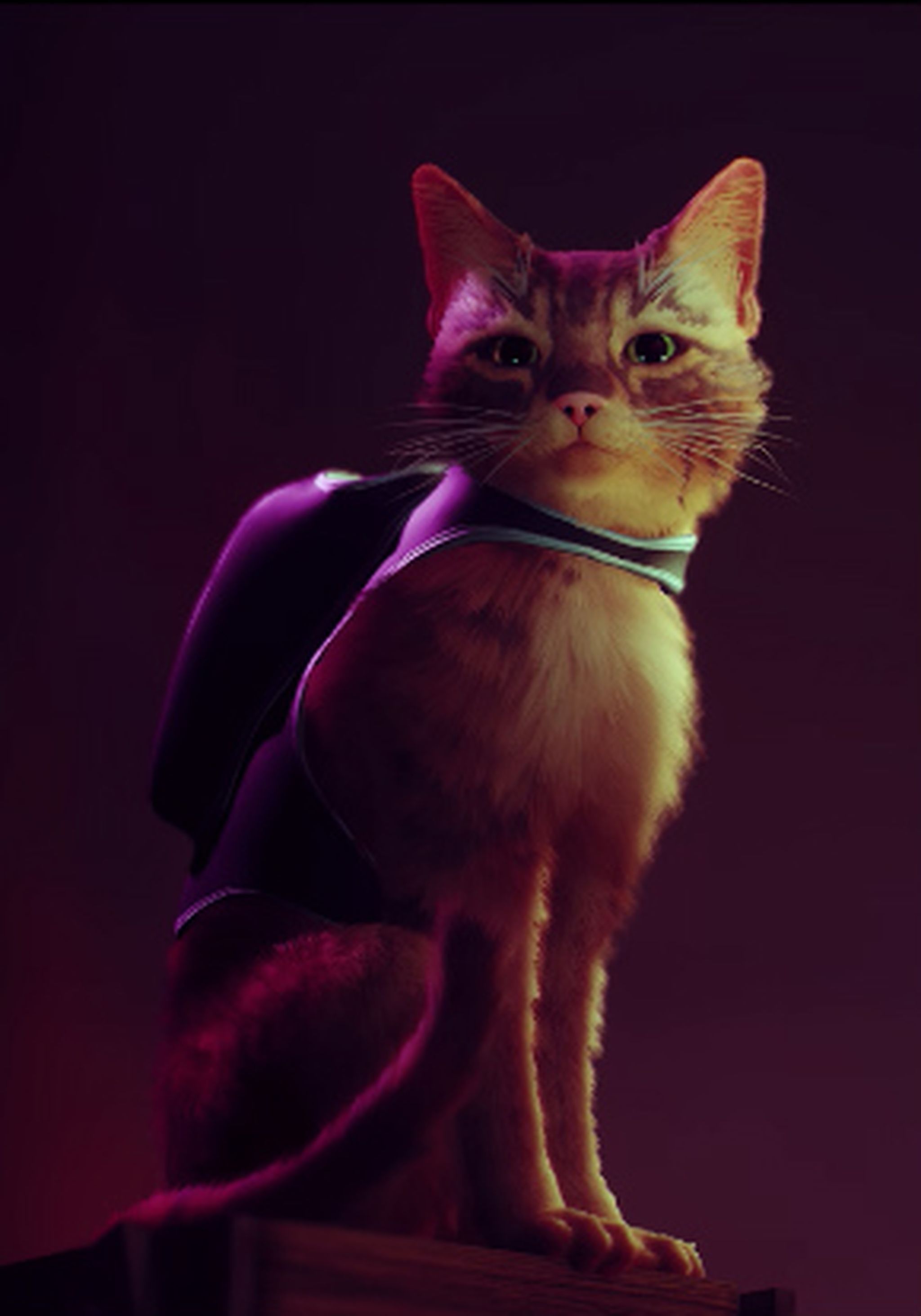 Stray anuncia fecha de lanzamiento en Nintendo Switch: nos llevaremos a ...