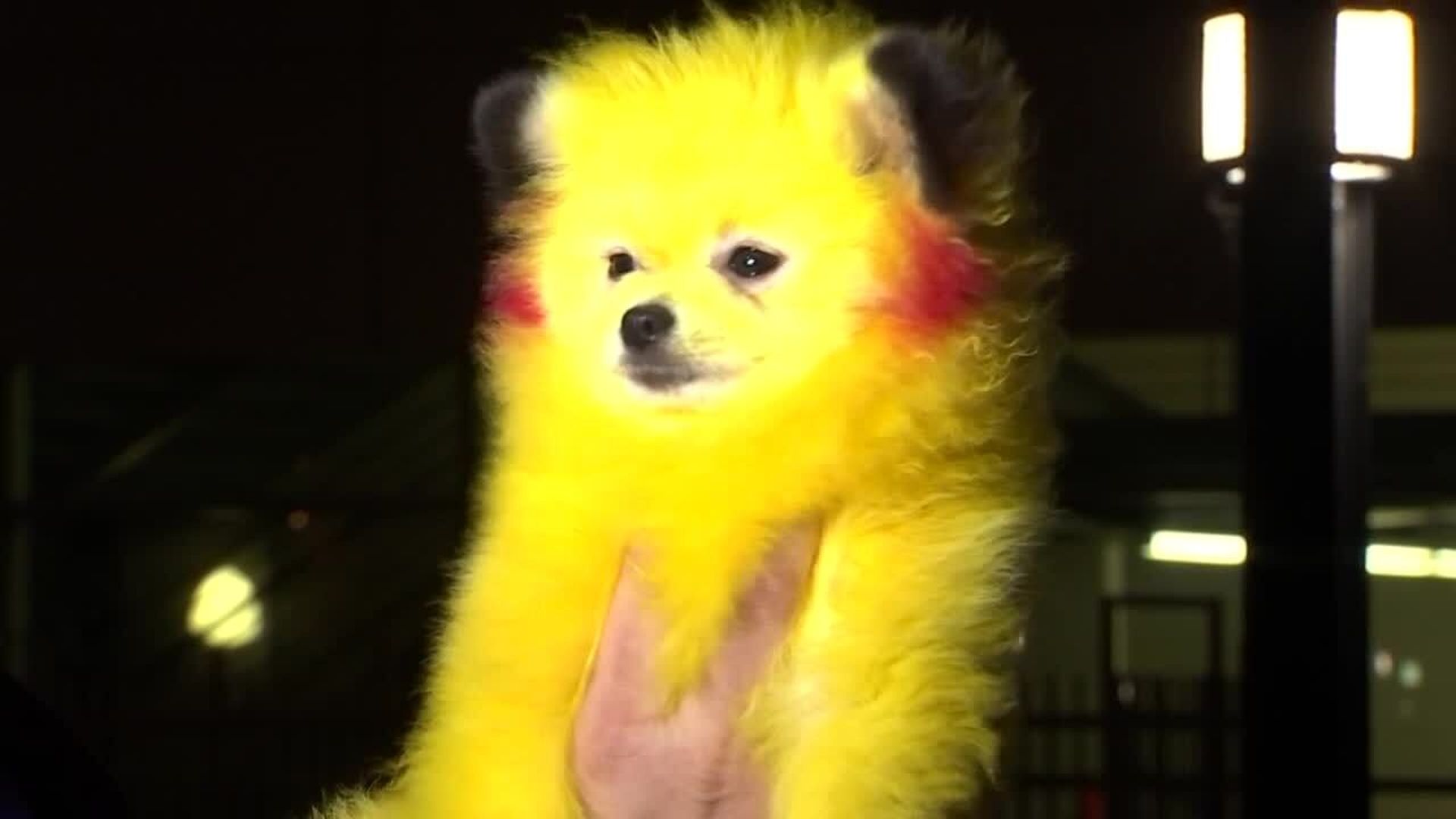 Reaparece el perro Pikachu tras imponer una multa de 200$ al dueño por ...