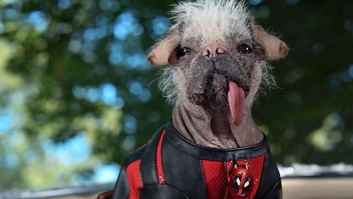 Primer vistazo de Wade Wilson con Dogpool en Deadpool 3, la esperada ...
