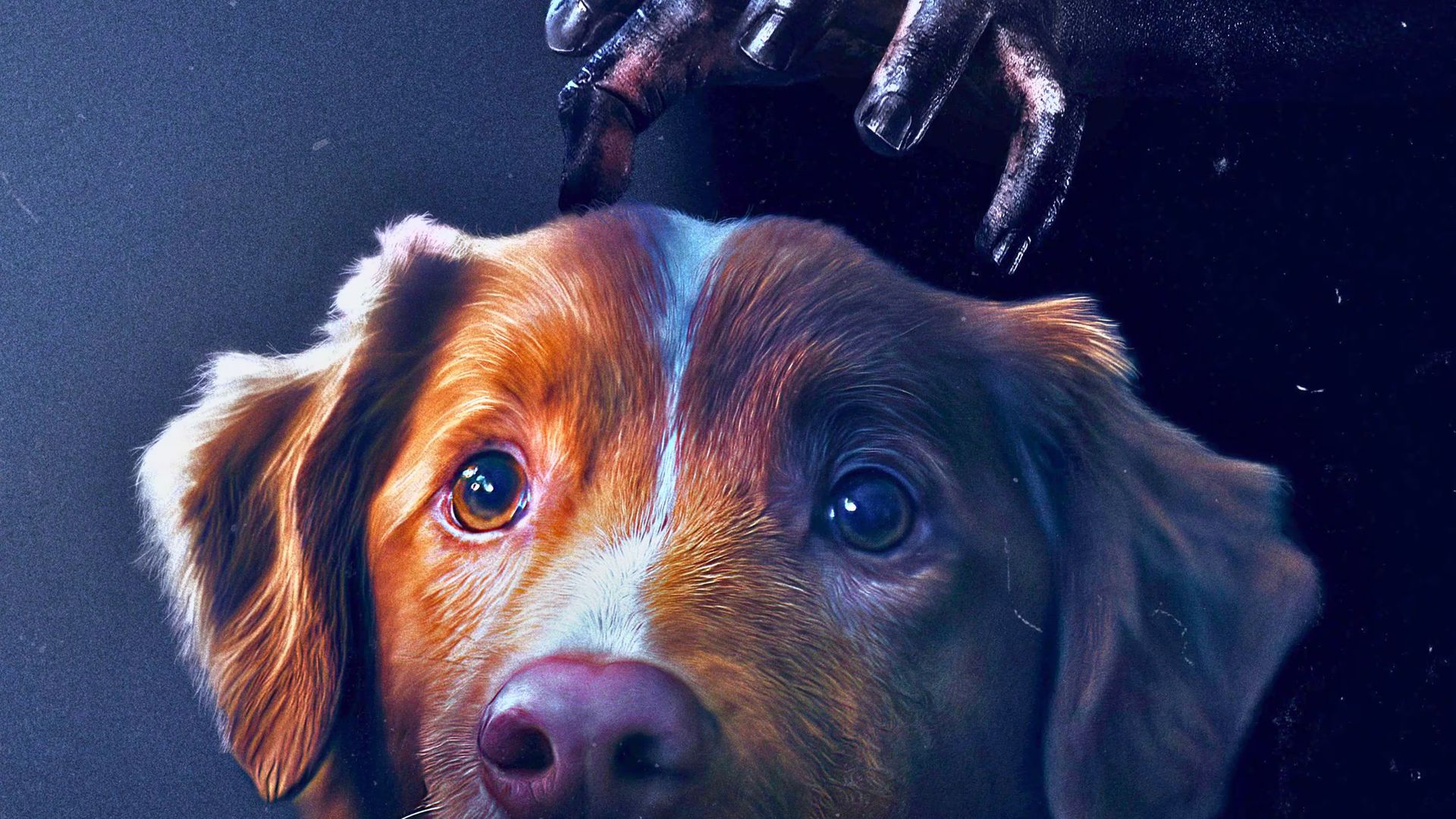 Crítica de Good Boy: una película de terror perruna con mucho mérito ...